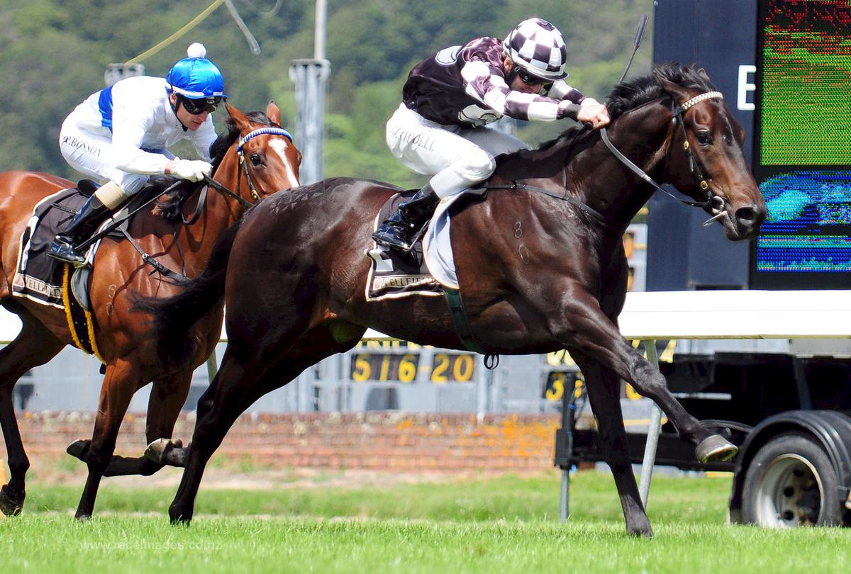 Gallops • Lincoln Farms