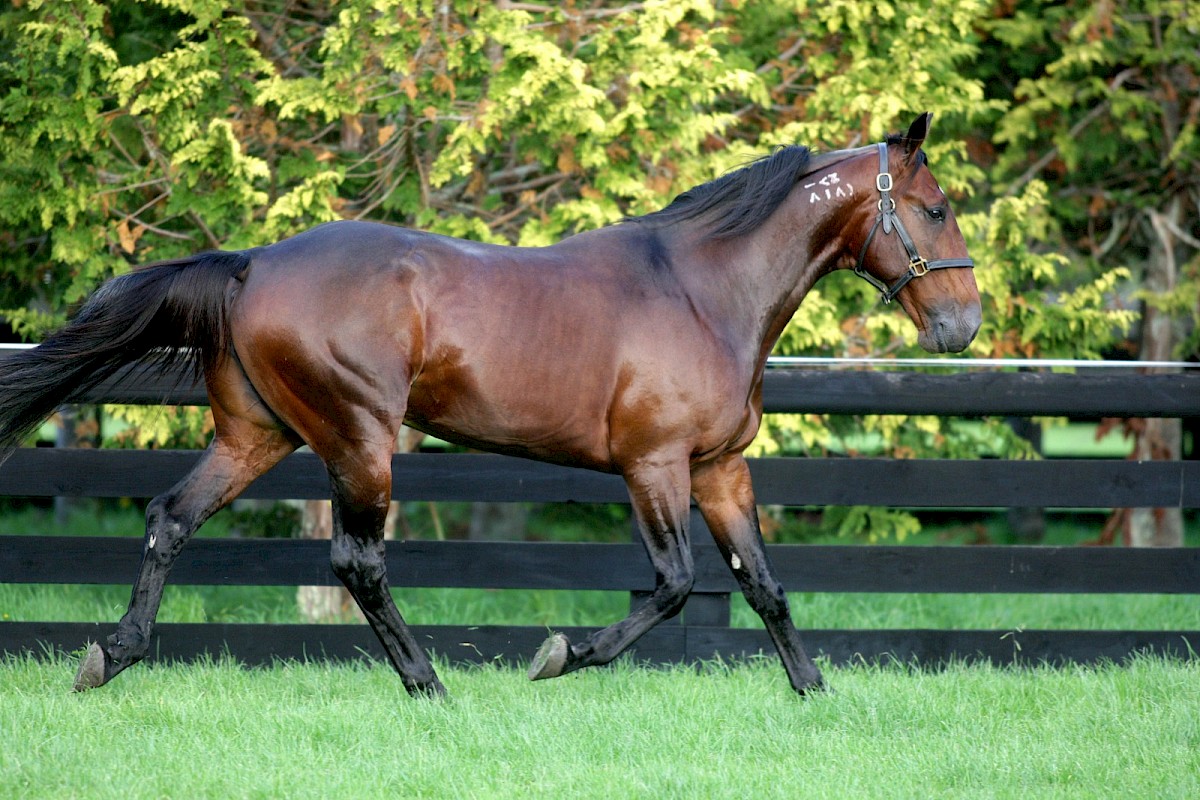 Sir Lincoln • Lincoln Farms