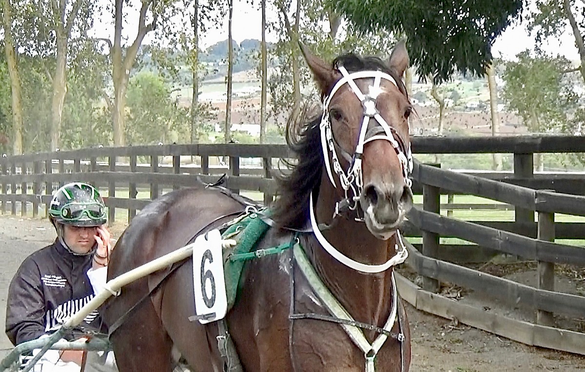 Sir Tiger needs to show his claws to justify flight south - and he has ...