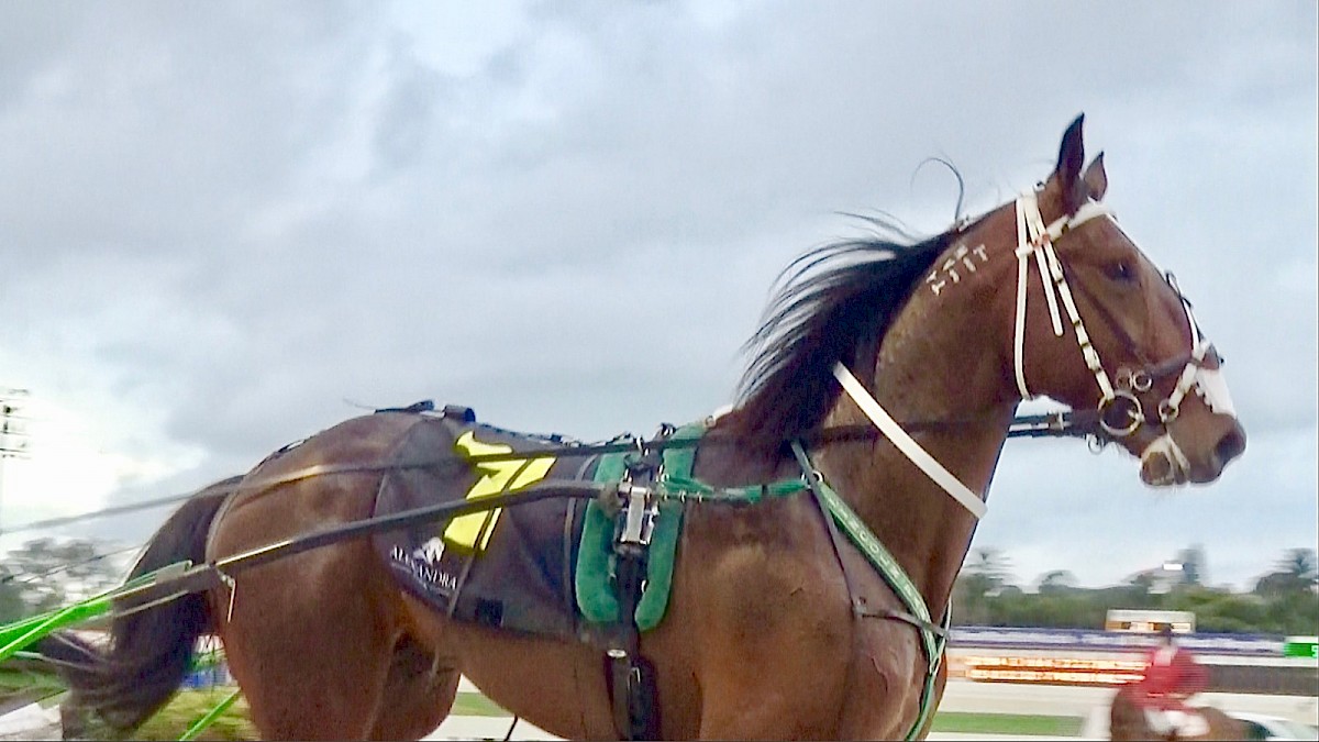 Here we go again - Sir Tiger all set to begin a winning streak in ...