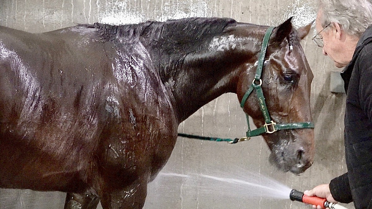 Improving Simply Sam has the speed to win again at Auckland on Thursday ...