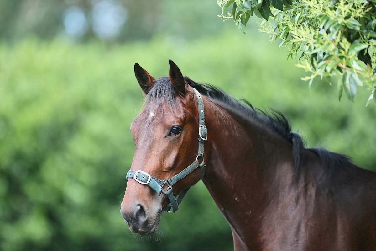 Frankie Major and Lincoln River join exodus to Australia as reality of ...