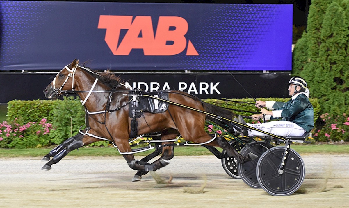 Video clue on why Lincoln Lover is tipped to go boldly fresh-up at Auckland on Friday night ...